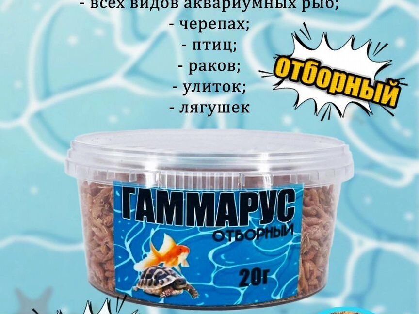 Гаммарус отборный