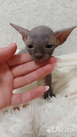 Канадский сфинкс котята