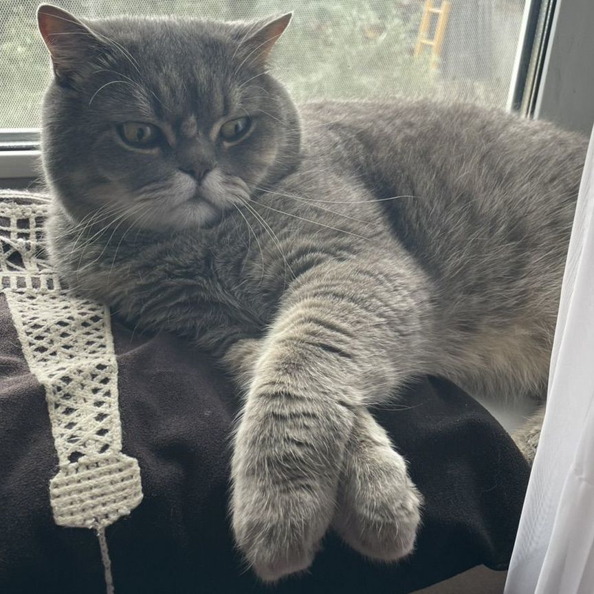 Британский короткошёрстный, взрослый кот