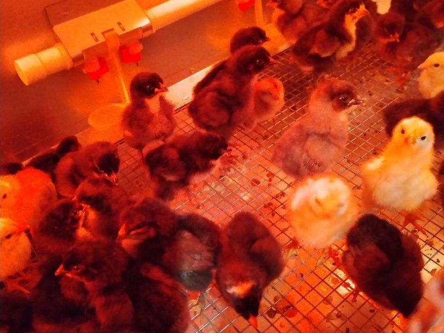 Цыплята суточные несушки