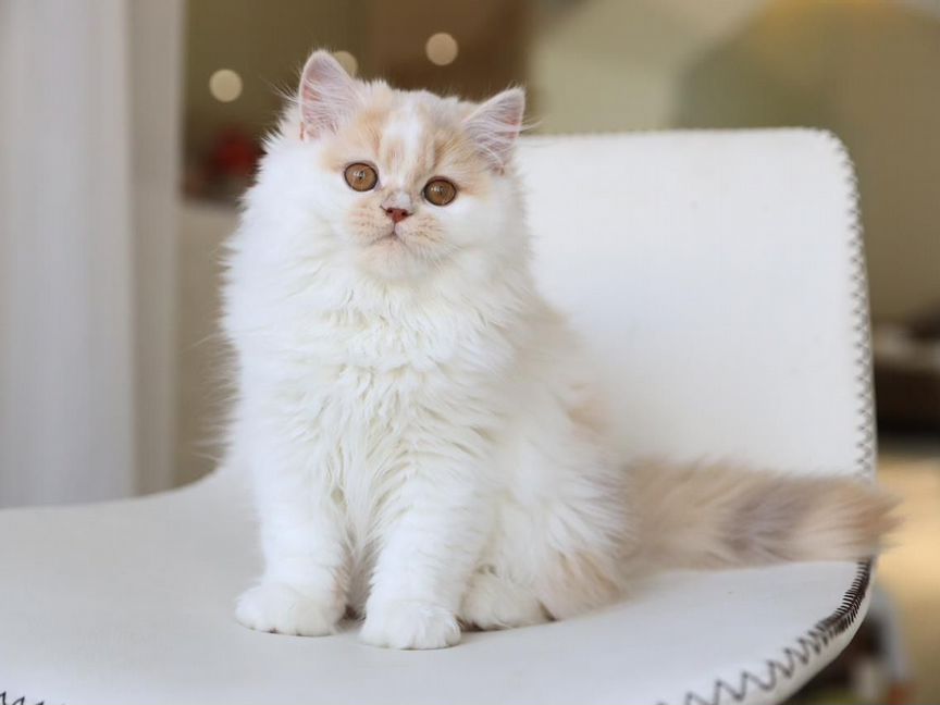 Красивая британская девочка Paola