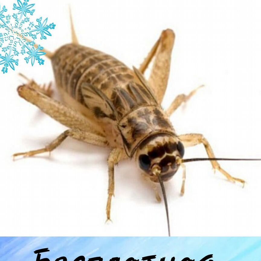 Сверчки кормовые домовые замороженные