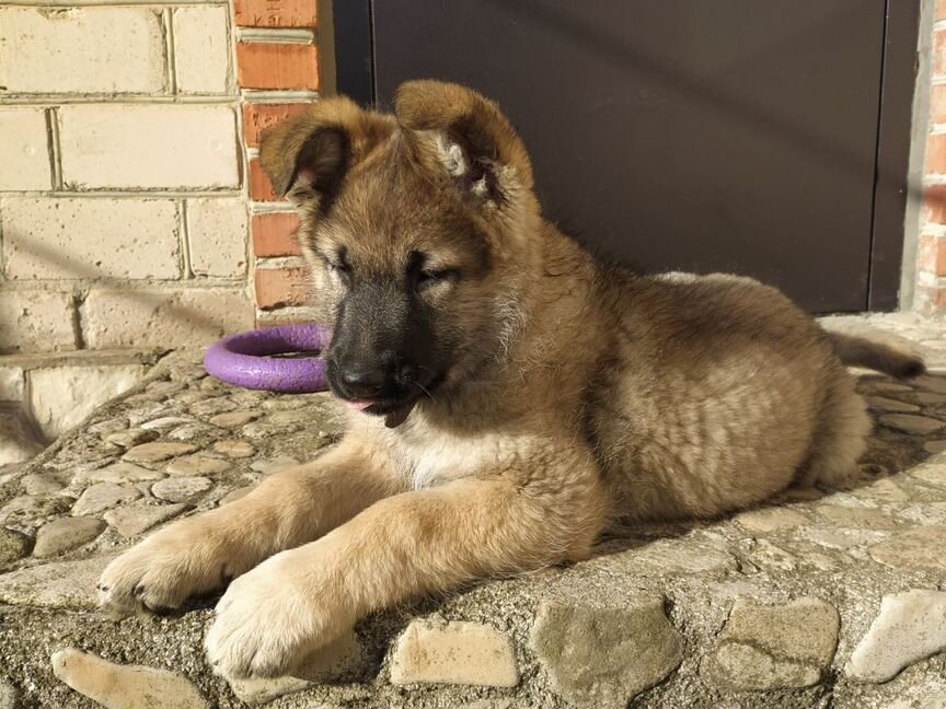 Щенок метис, нем овчарки