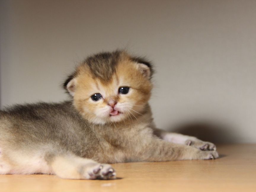 Шотландская кошка