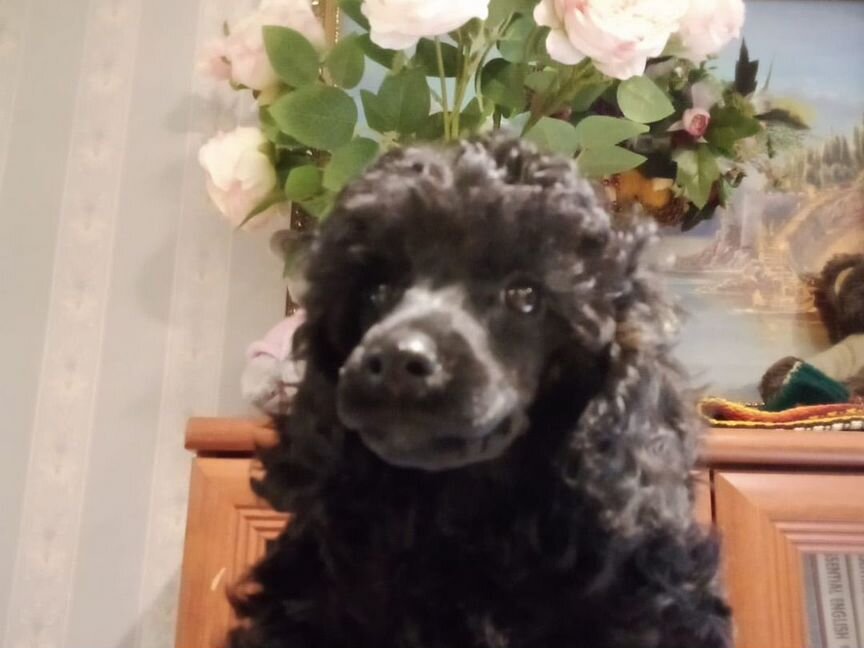 Той-пудель.Мальчики и девочки