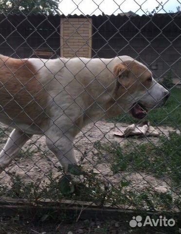Крупная сука алабай сао
