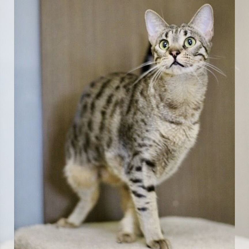 Саванна, взрослая кошка