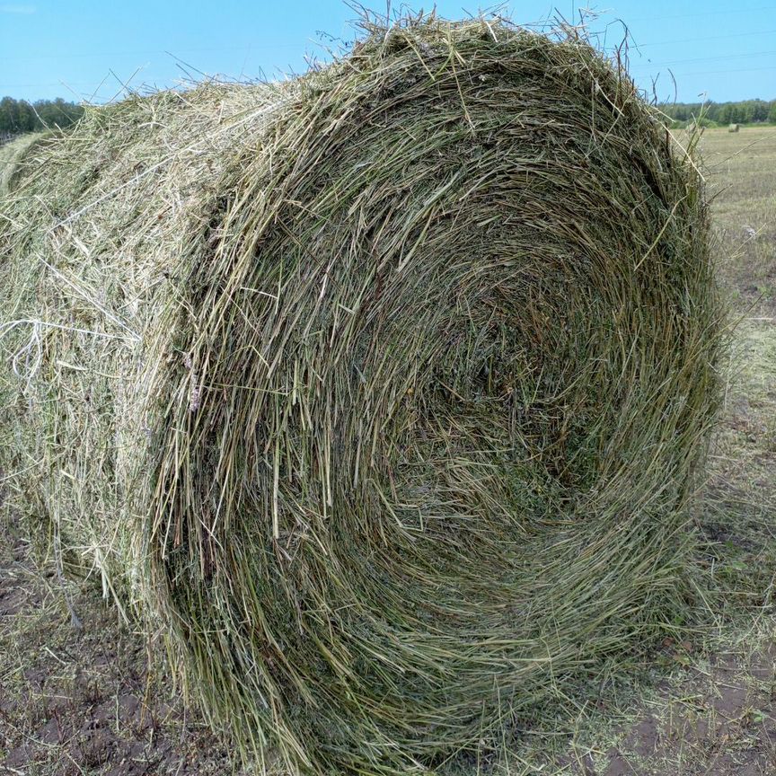 Сено люцерны в рулонах