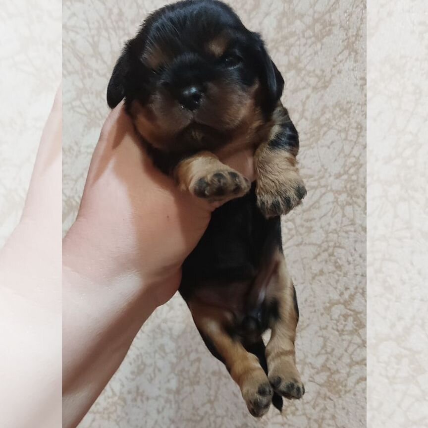 Кавалер кинг-чарльз-спаниель, щенок