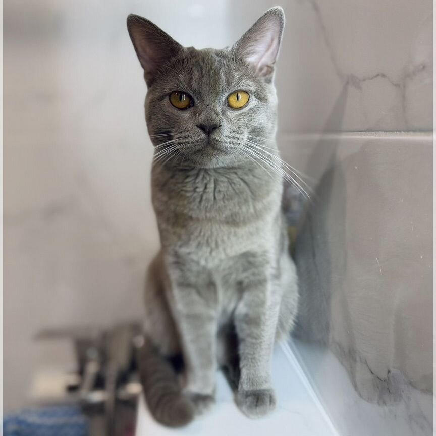 Американский бурманский, взрослый кот