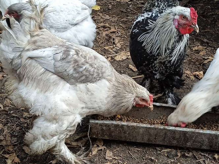 Молодые петушки