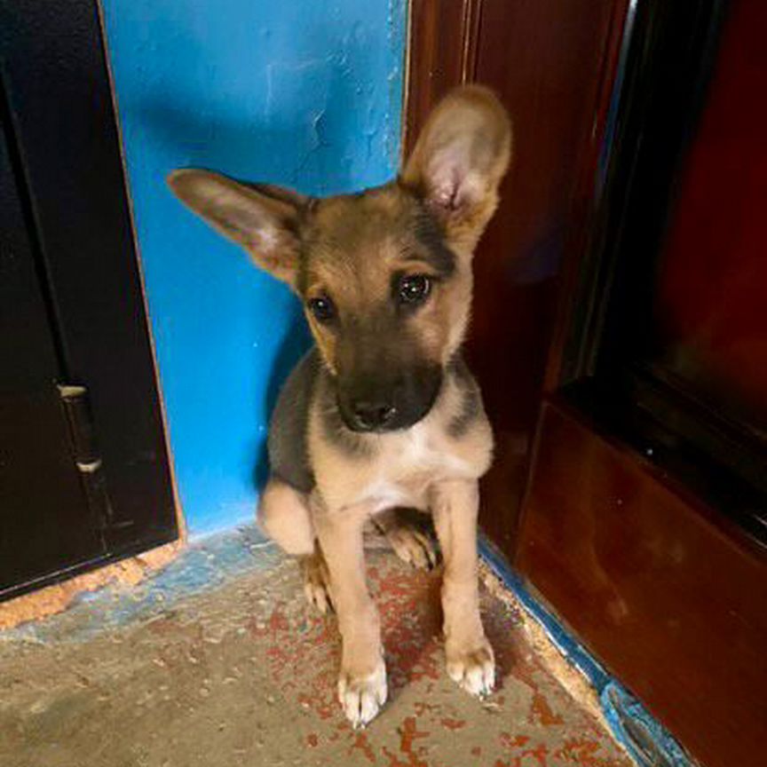 Щенок в добрые руки помесь