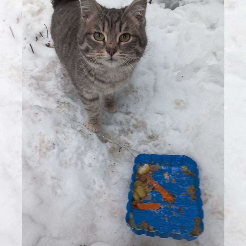 Котёнок в добрые руки