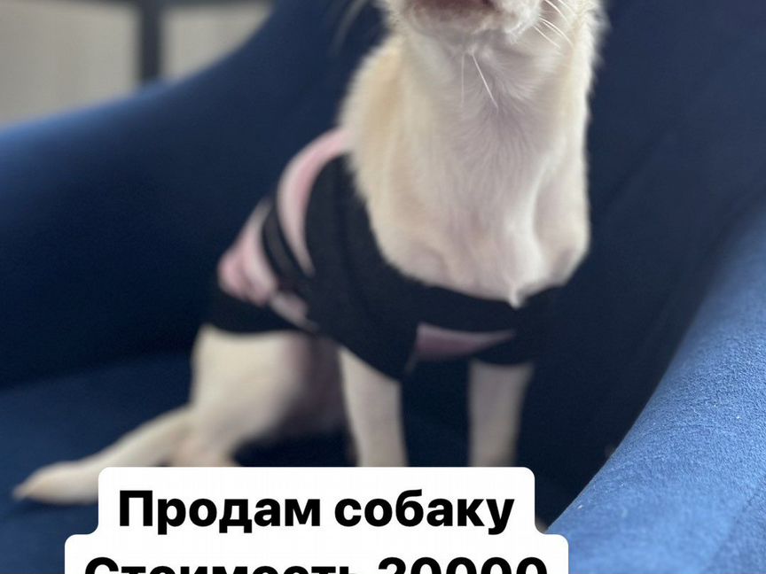 Чихуахуа