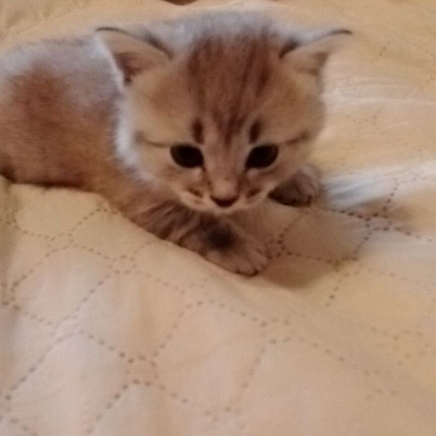 Невская маскарадная