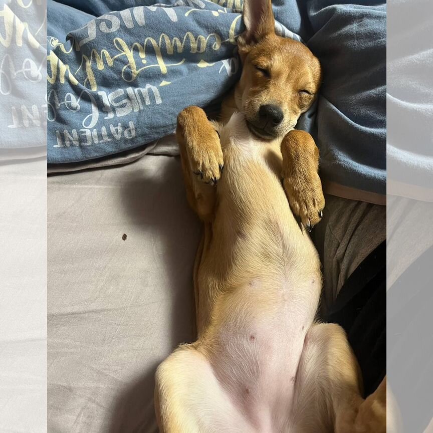 Английский той-терьер, щенок