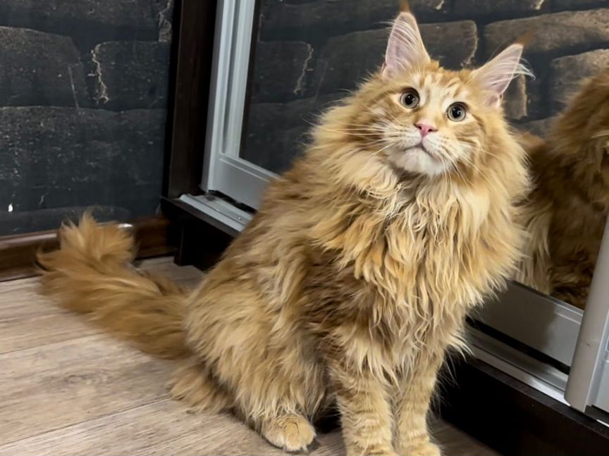 Рыжий озорник