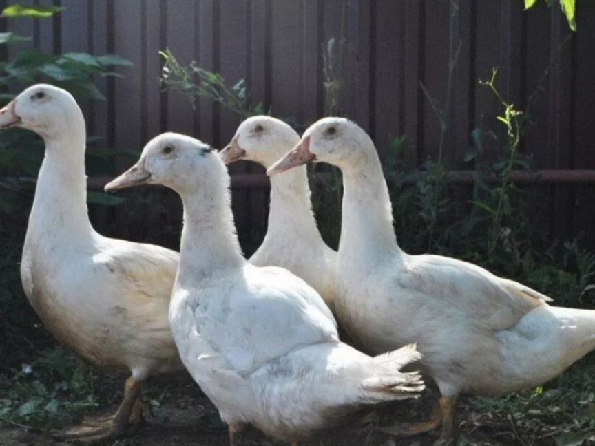 Мясо утки (мулард)