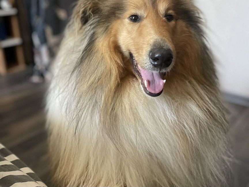 Колли вязка