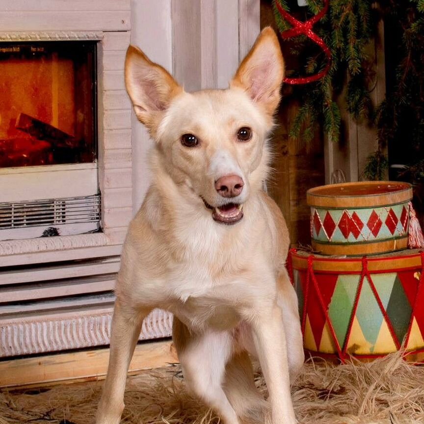 Чудесная особенная собака Белочка в добрые руки