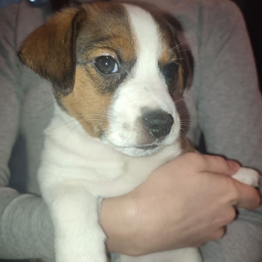 Джек-рассел-терьер, щенок