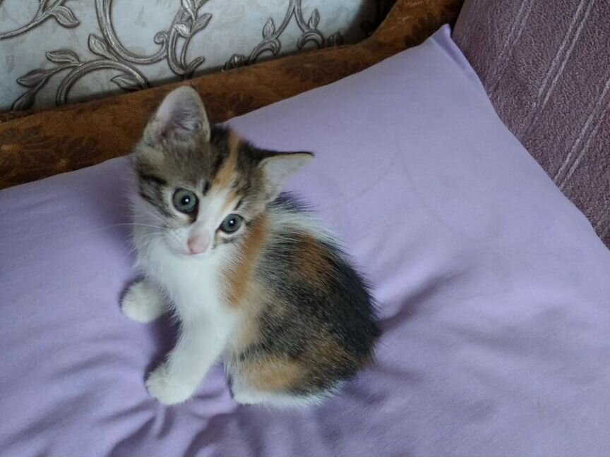 Трёхцветная кошечка