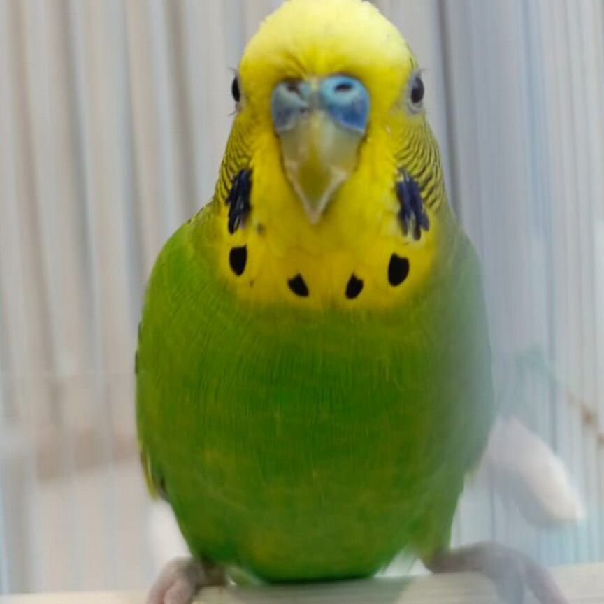 Волнистый попугай с клеткой