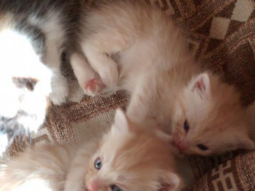Котята 1 месяц персиковые