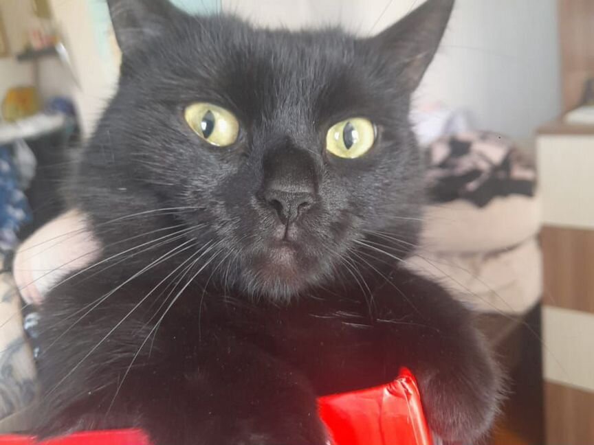 Котята в добрые руки бесплатно