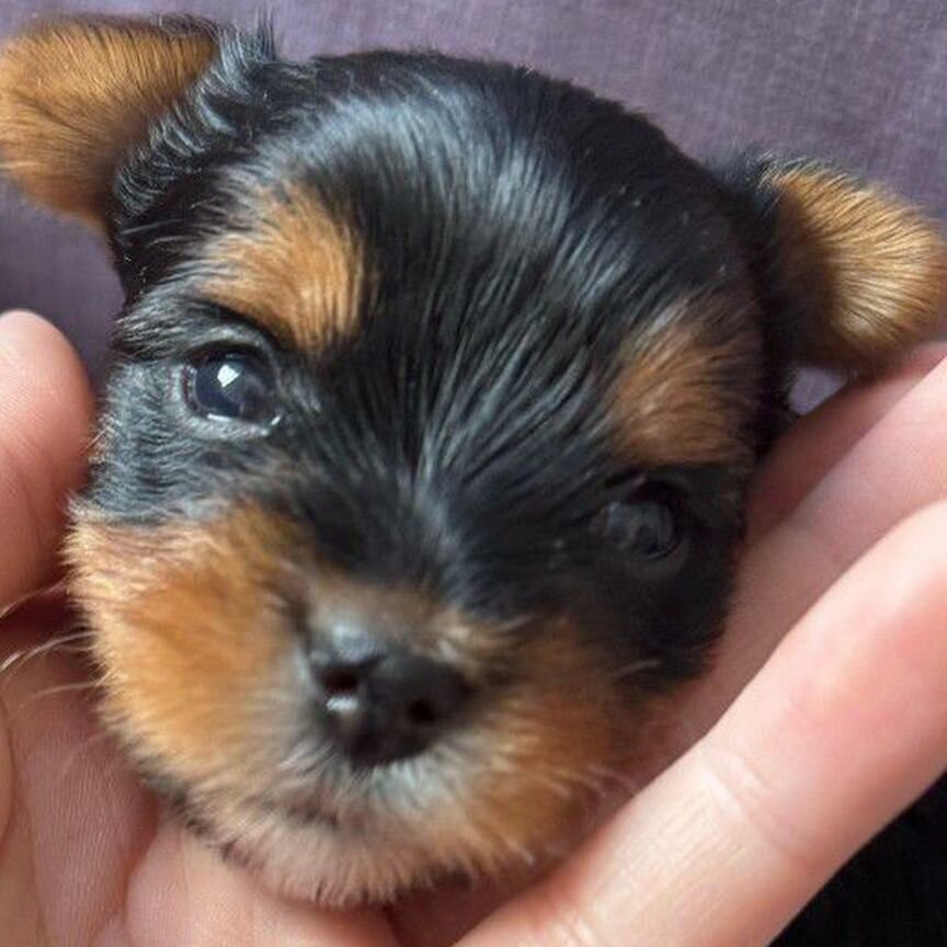 Йоркширский терьер, щенок