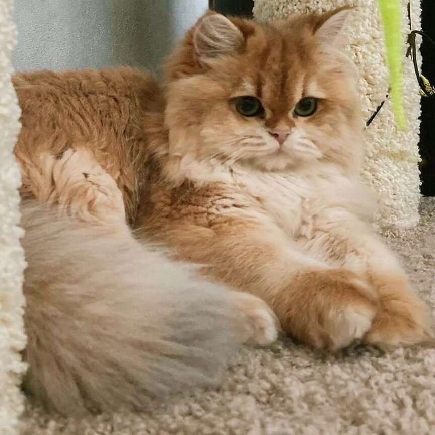 Шотландский прямоухий длинношёрстный котёнок