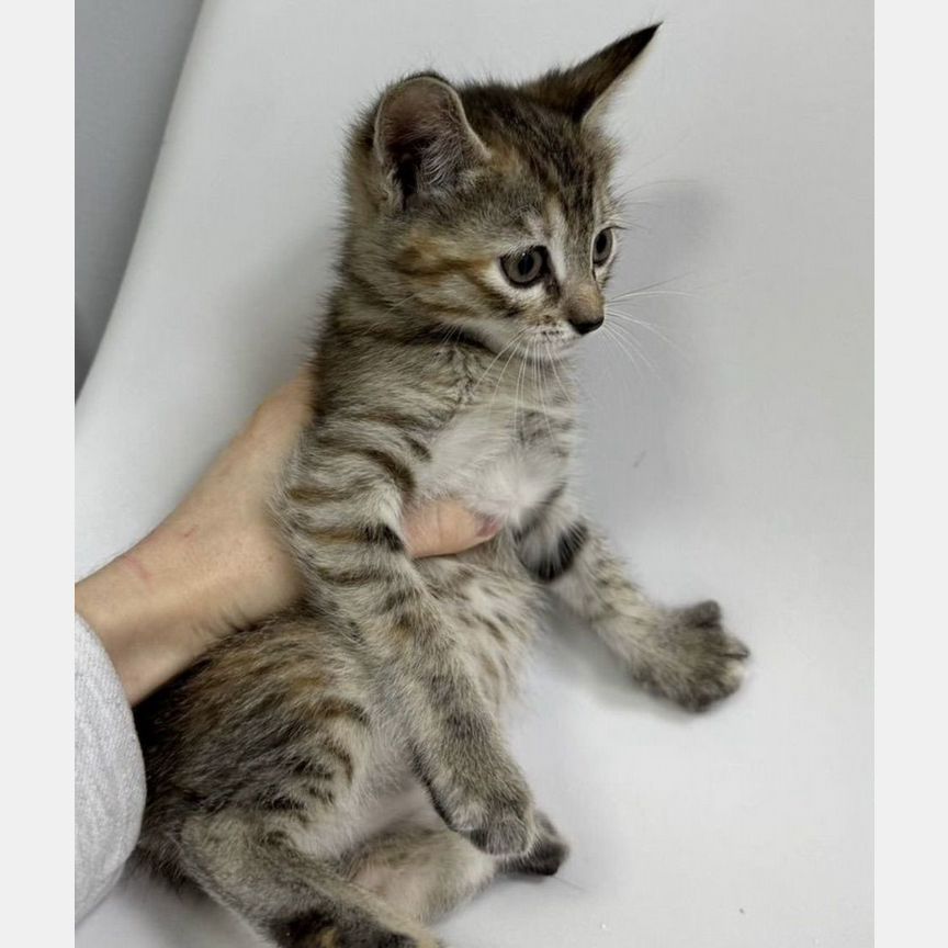 Котята в добрые руки девочка