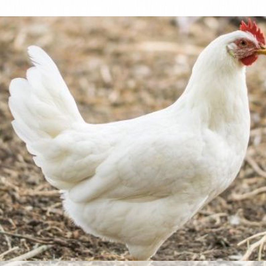 Куры молодки