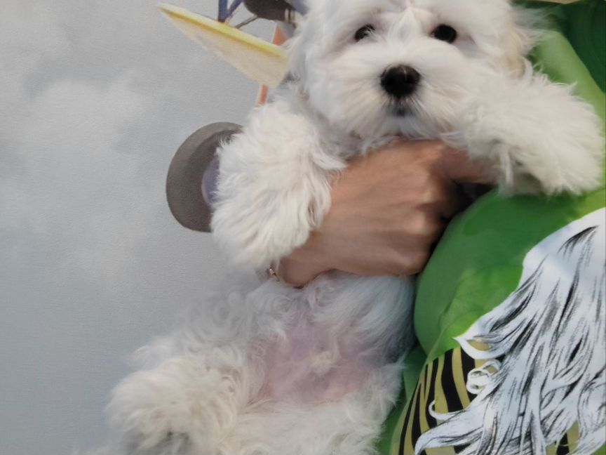 Мальтийская болонка мальчик