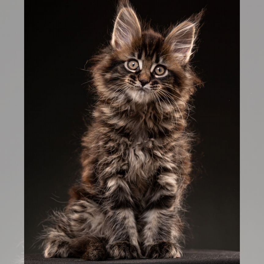 Котёнок мейн-кун чёрный мрамор