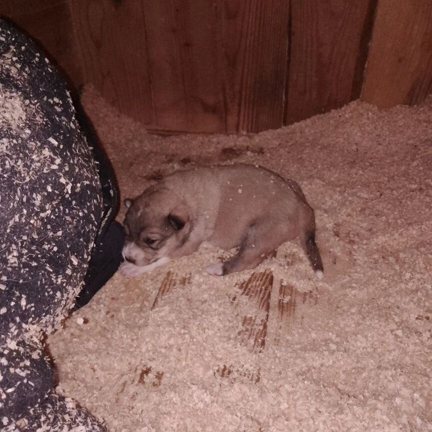 Щенки кобель лайка