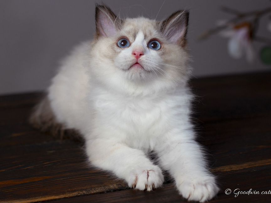 Мальчик рэгдолл 3 мес