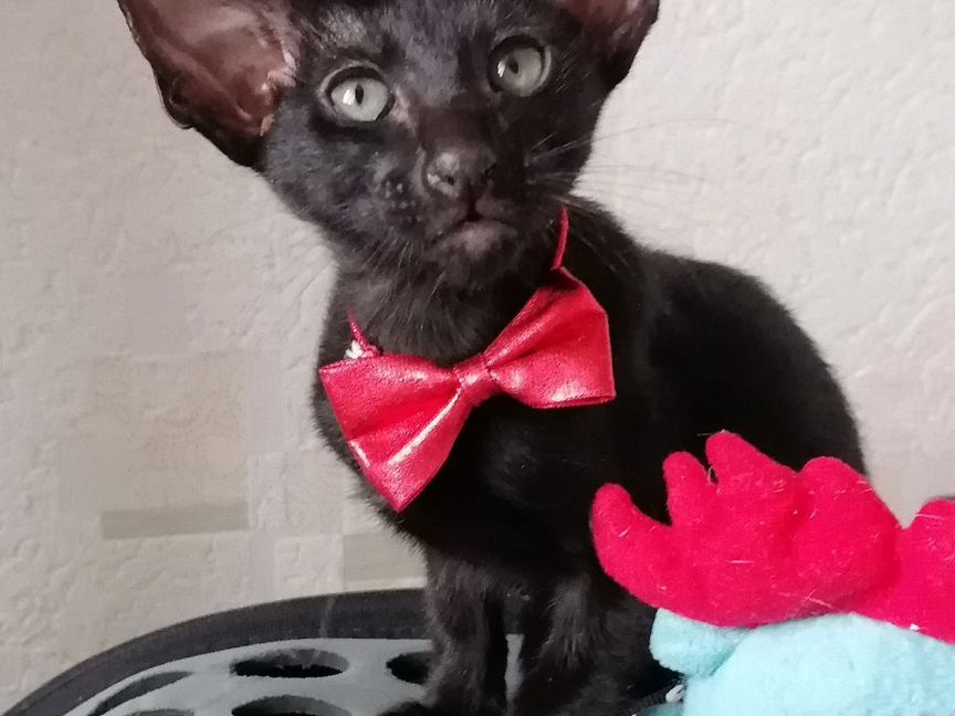 Ориентальные котята