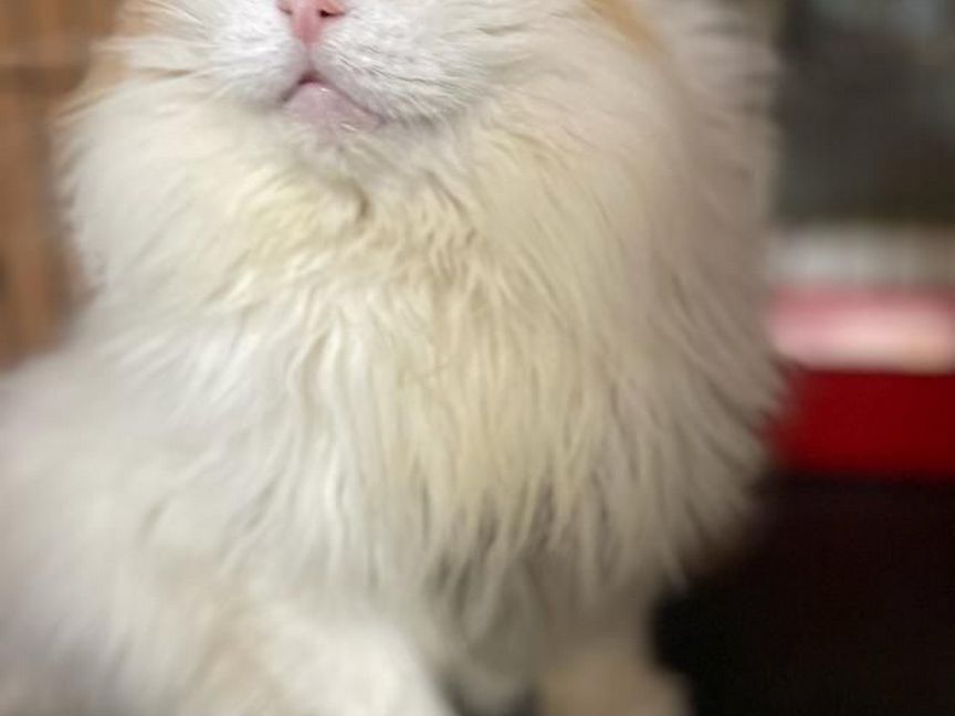 Кот Горячее сердце
