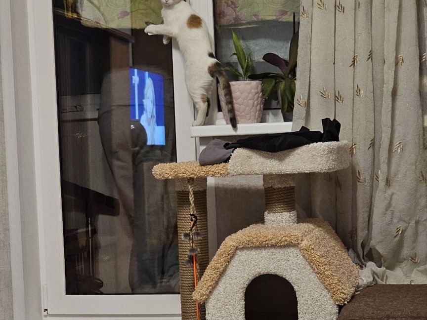 Домик для кошки с когтеточкой