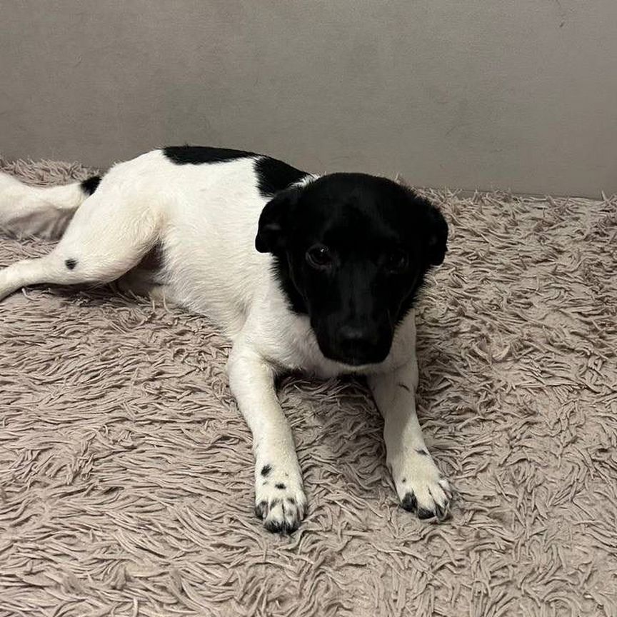 Подросток щенок в добрые руки