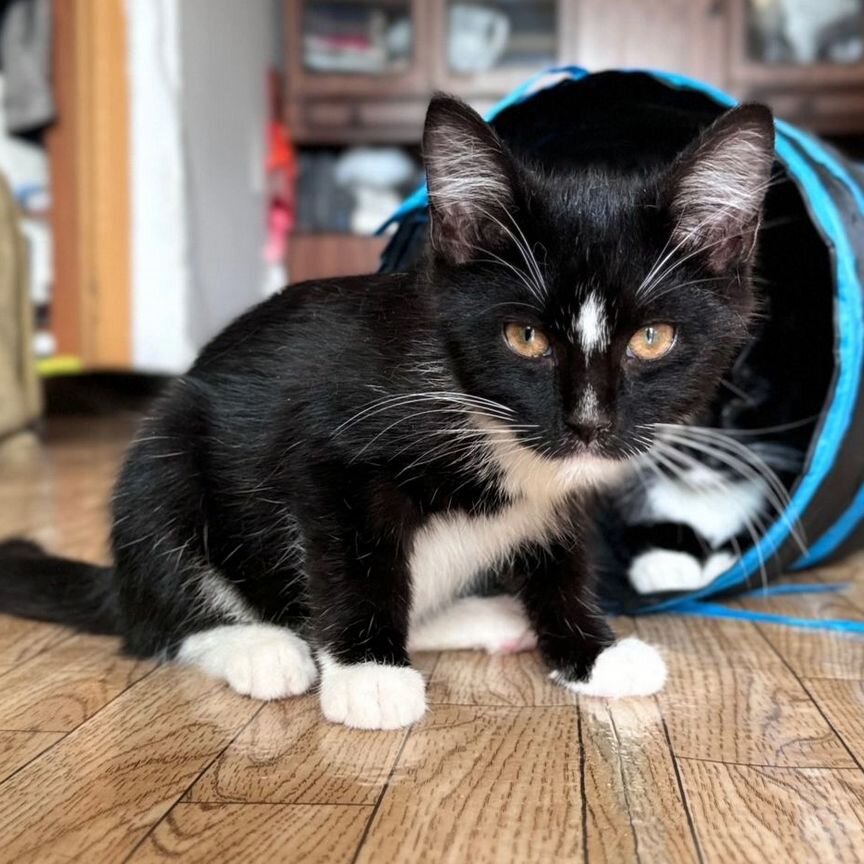 Котёнок в добрые руки бесплатно мальчик