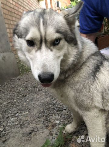 Нашли Хаски. Ищем хозяев