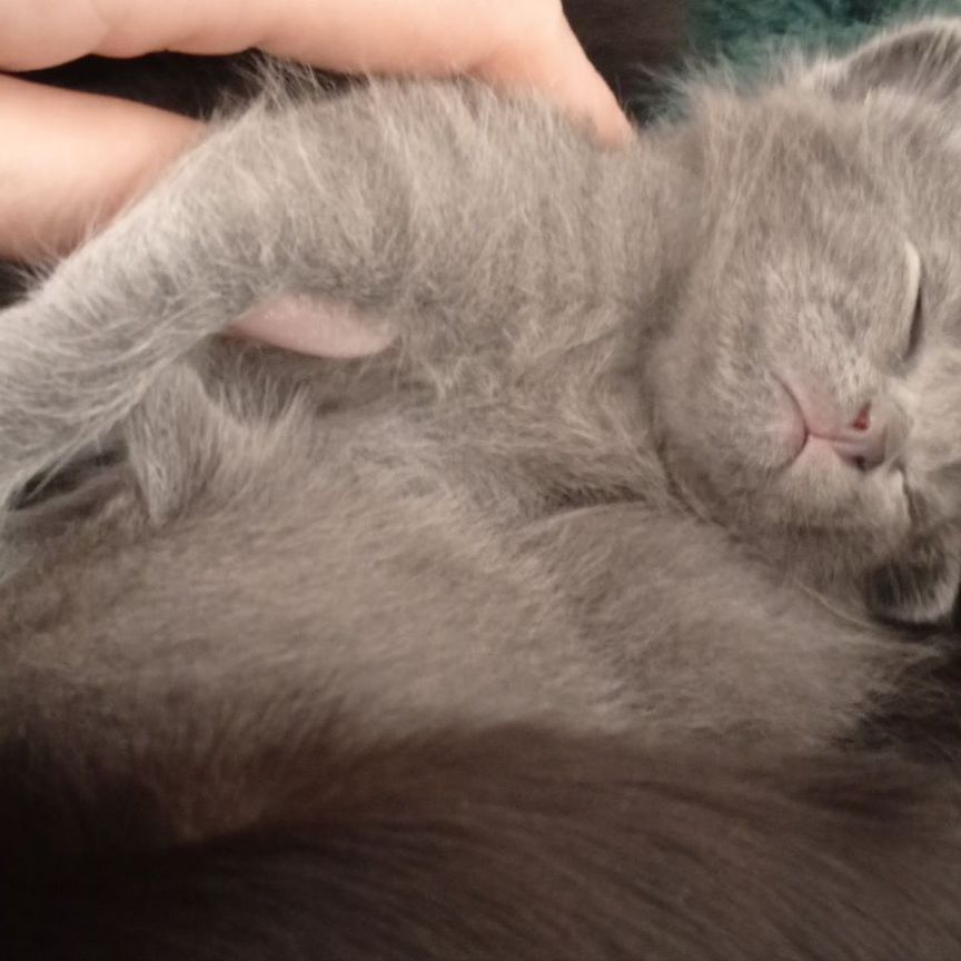 Отдам котят