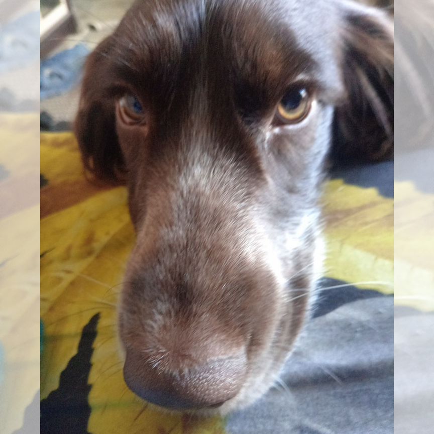 Русский охотничий спаниель, взрослый пёс