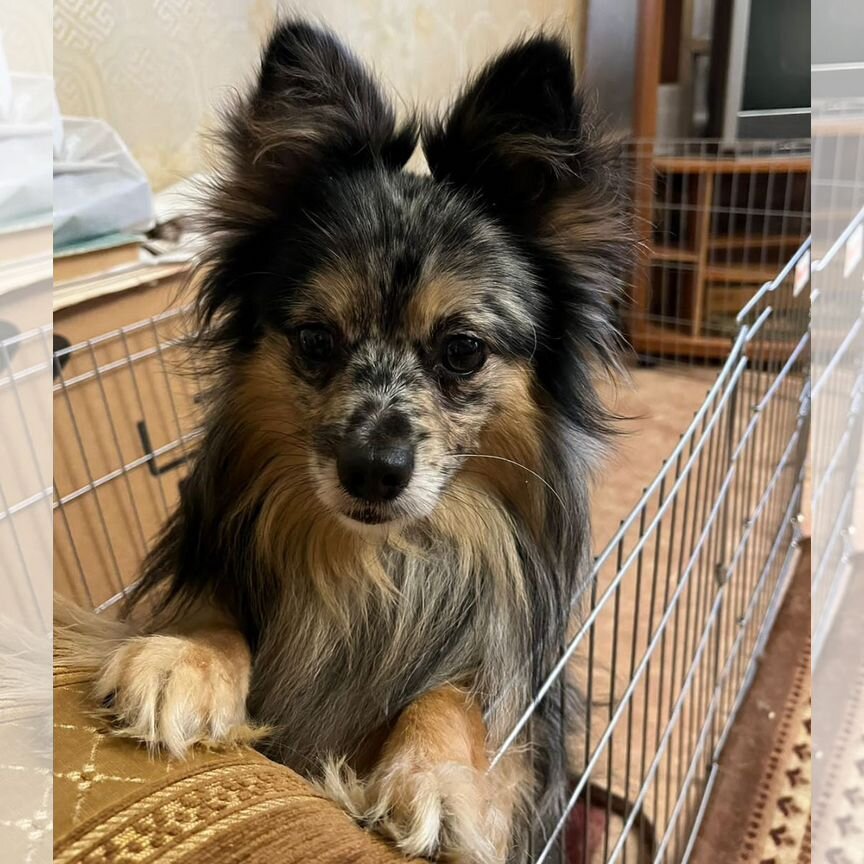 Немецкий шпиц