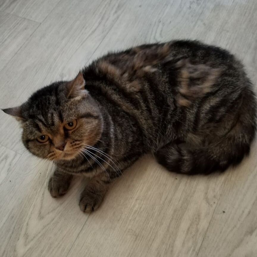 Кошка Шотландской породы