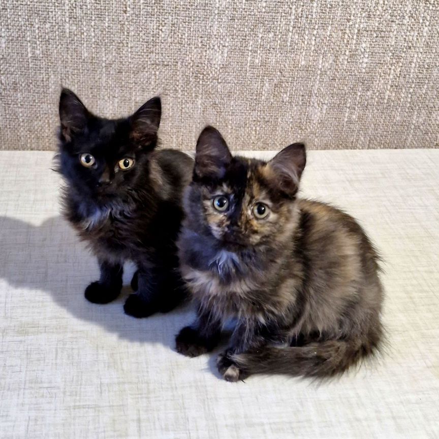 Котята сестренки