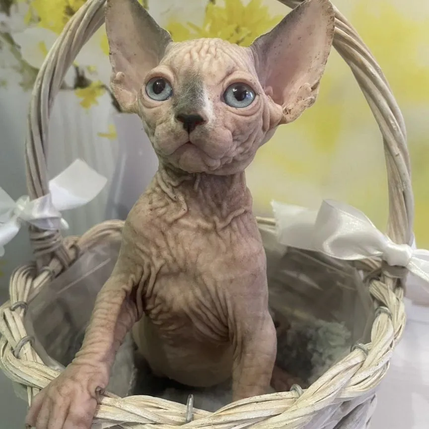 Канадский сфинкс котенок