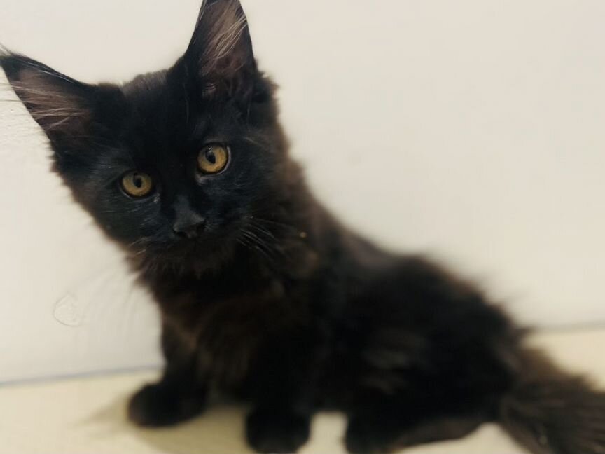 Котята мейн-кун черный